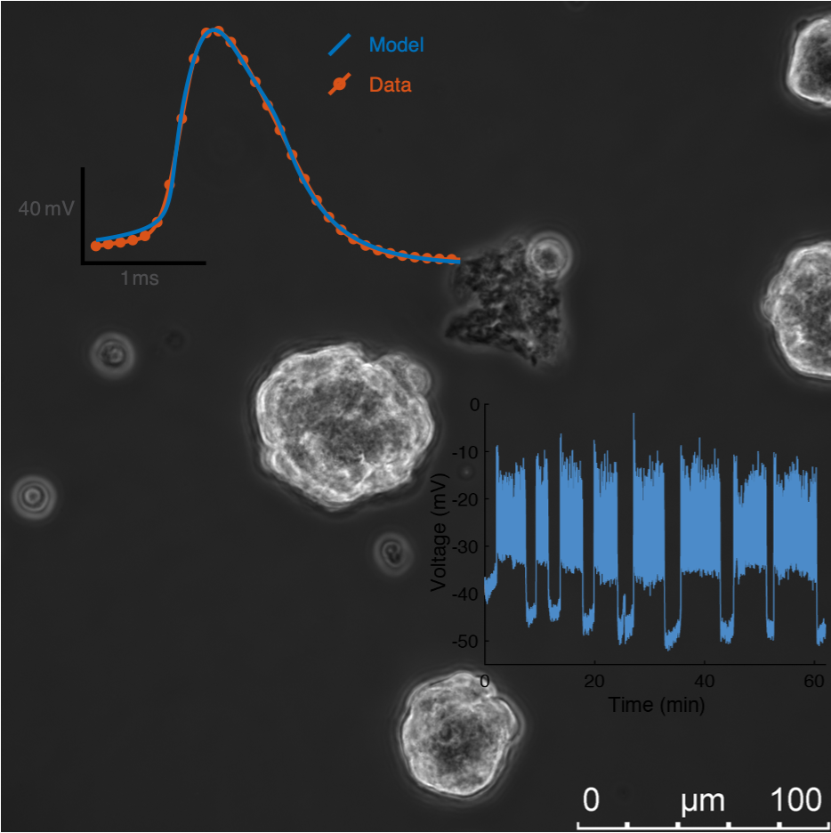 Groups - Living Systems Institute - University of Exeter