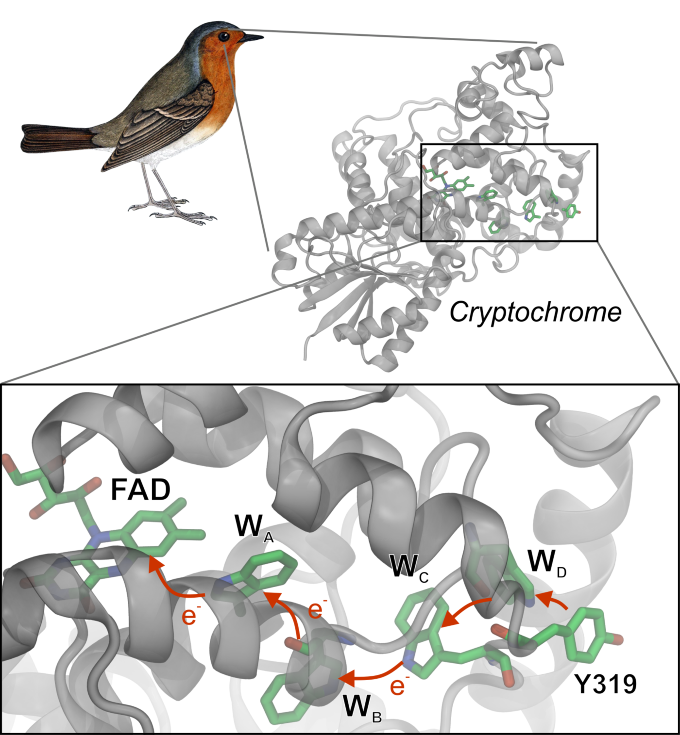 Kattnig Group - Living Systems Institute - University of Exeter