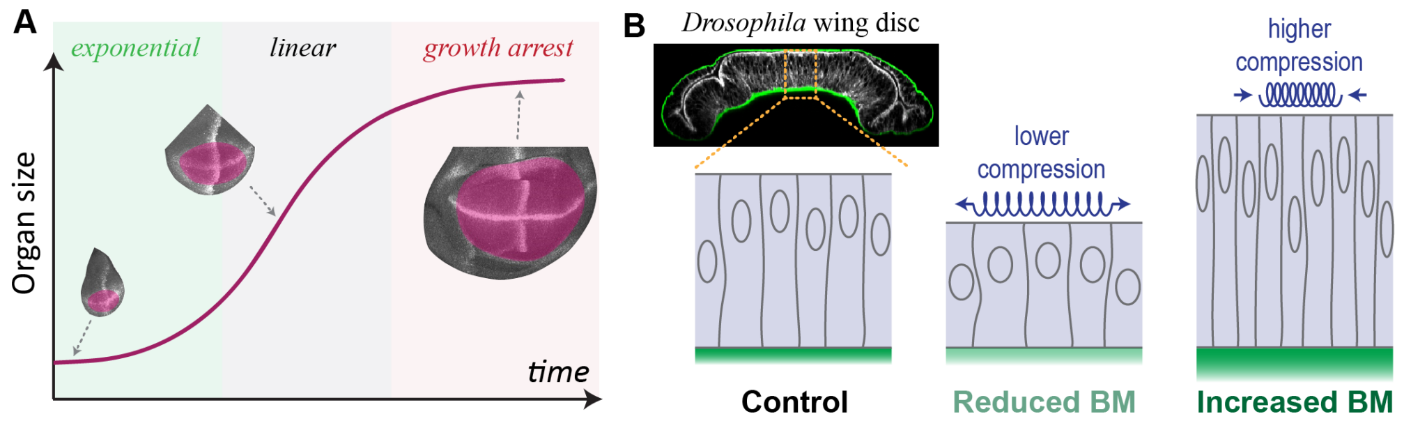 Harmansa Group - Living Systems Institute - University of Exeter