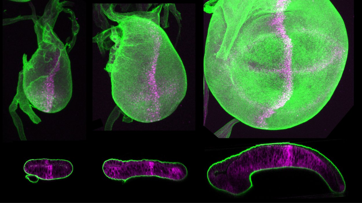 Harmansa Group - Living Systems Institute - University of Exeter