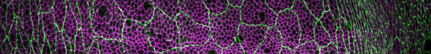 Harmansa Group - Living Systems Institute - University of Exeter