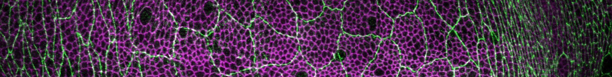 Harmansa Group - Living Systems Institute - University of Exeter