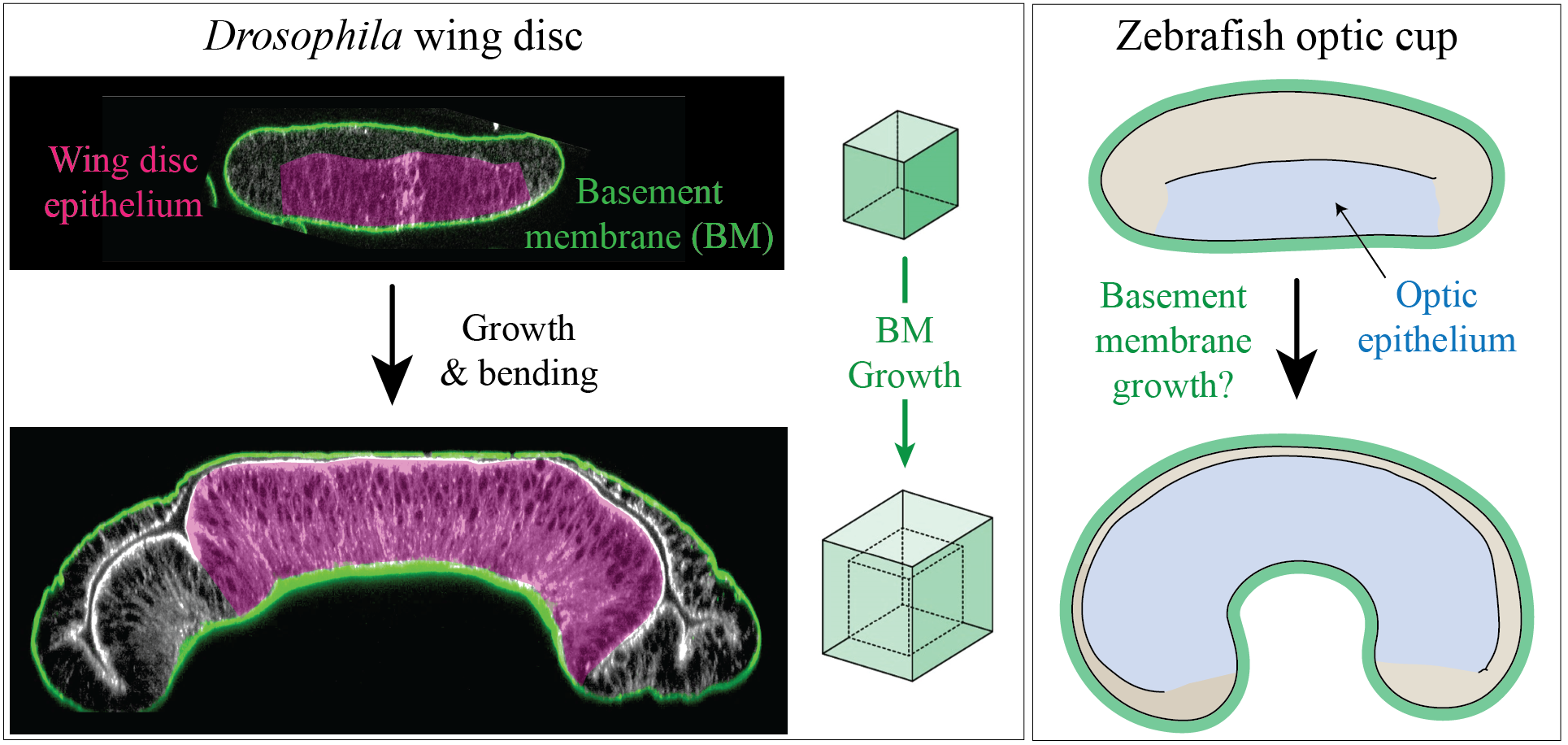 Harmansa Group - Living Systems Institute - University of Exeter