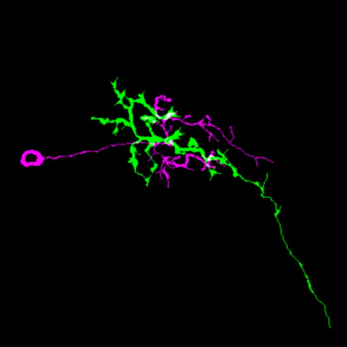 Groups - Living Systems Institute - University of Exeter