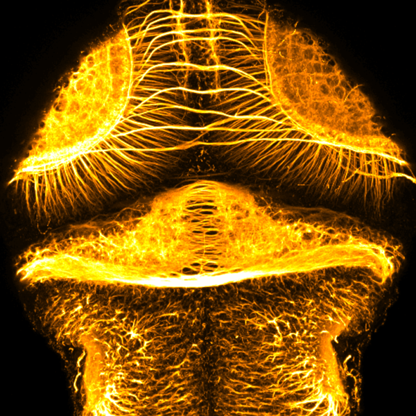 Nikolaou Group - Living Systems Institute - University of Exeter